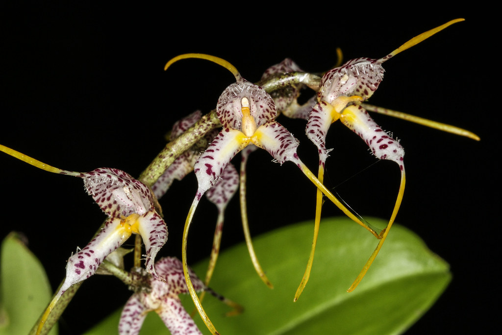 Masdevallia polysticta care and culture | Travaldo's blog