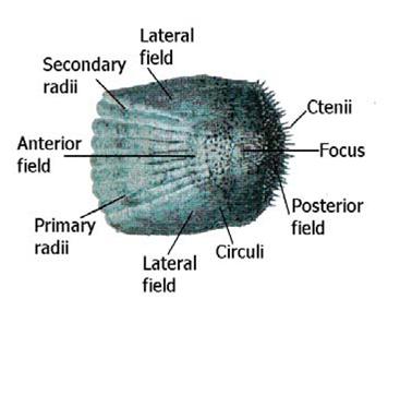 jEn Samaku: Macam-macam Sisik Pada Ikan