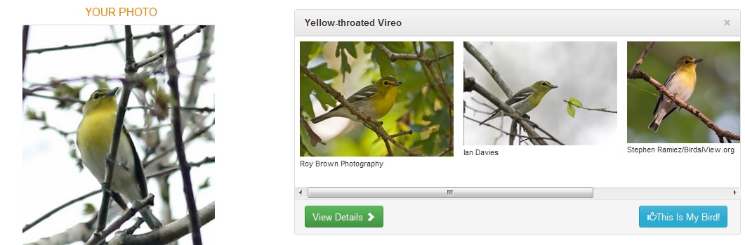 Mostly Birds (but not always): Bird Photo ID Tool