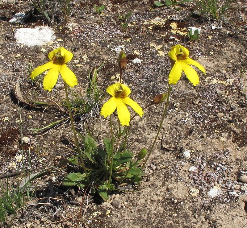 Esperance Wildflowers: Velleia arguta - Spur Velleia