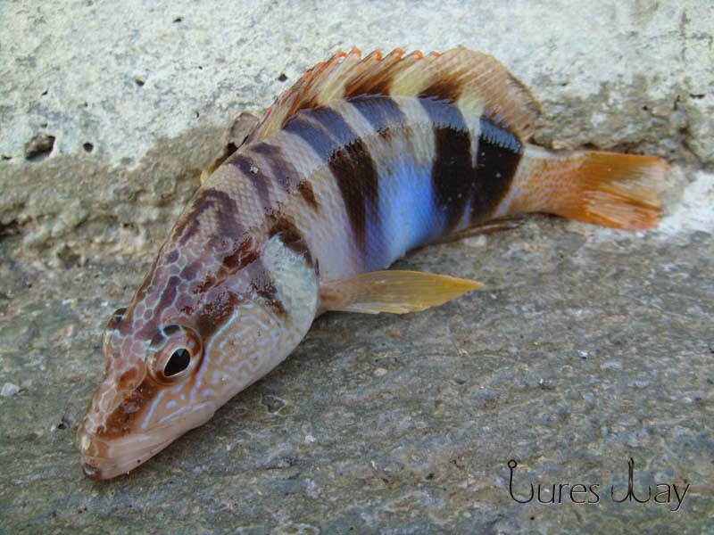 Lures Way: lipnja 2014