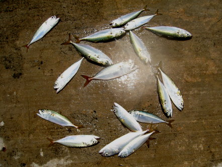 Woodland Jetty Fishing Hotspots: Many Kambong 甘望魚 Caught at Woodland Jetty