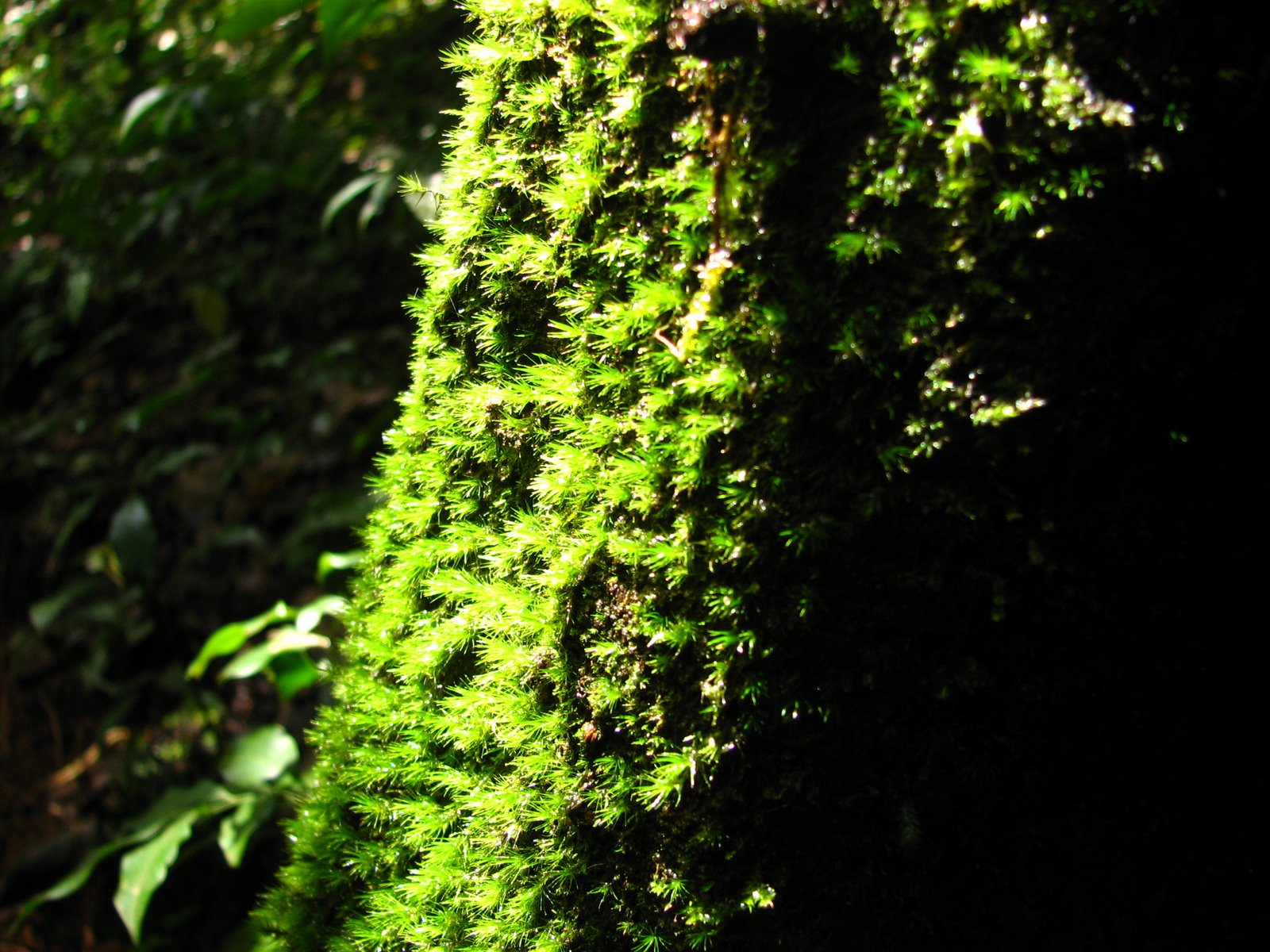 Travel Through Kerala: Paithalmala : An enchanting hill station for ...