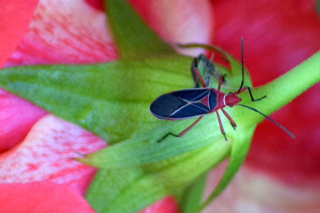Field Notes and Photos: Hemiptera attack!