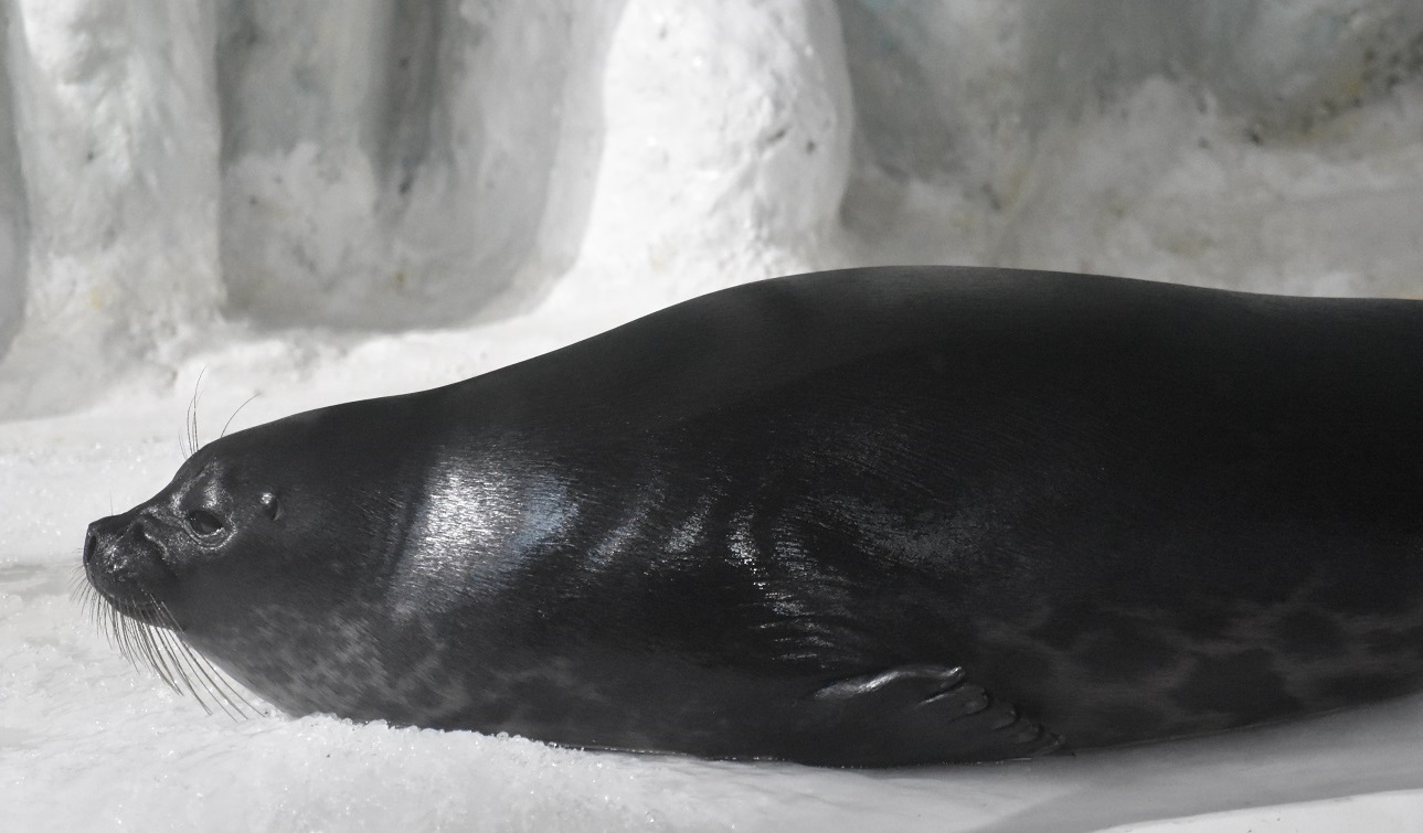 ZOOTOGRAFIANDO (6.096 ANIMALS): FOCA OCELADA / BALTIC SEAL (Pusa hispida)