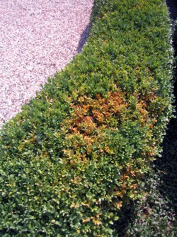 Boxwood Blight in eastern U.S.