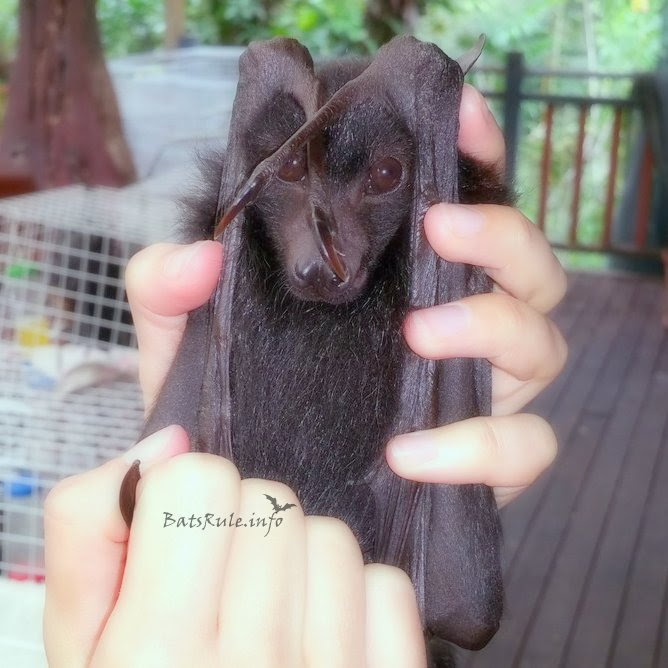 Rehab - Megabats, baby bat, Microbat