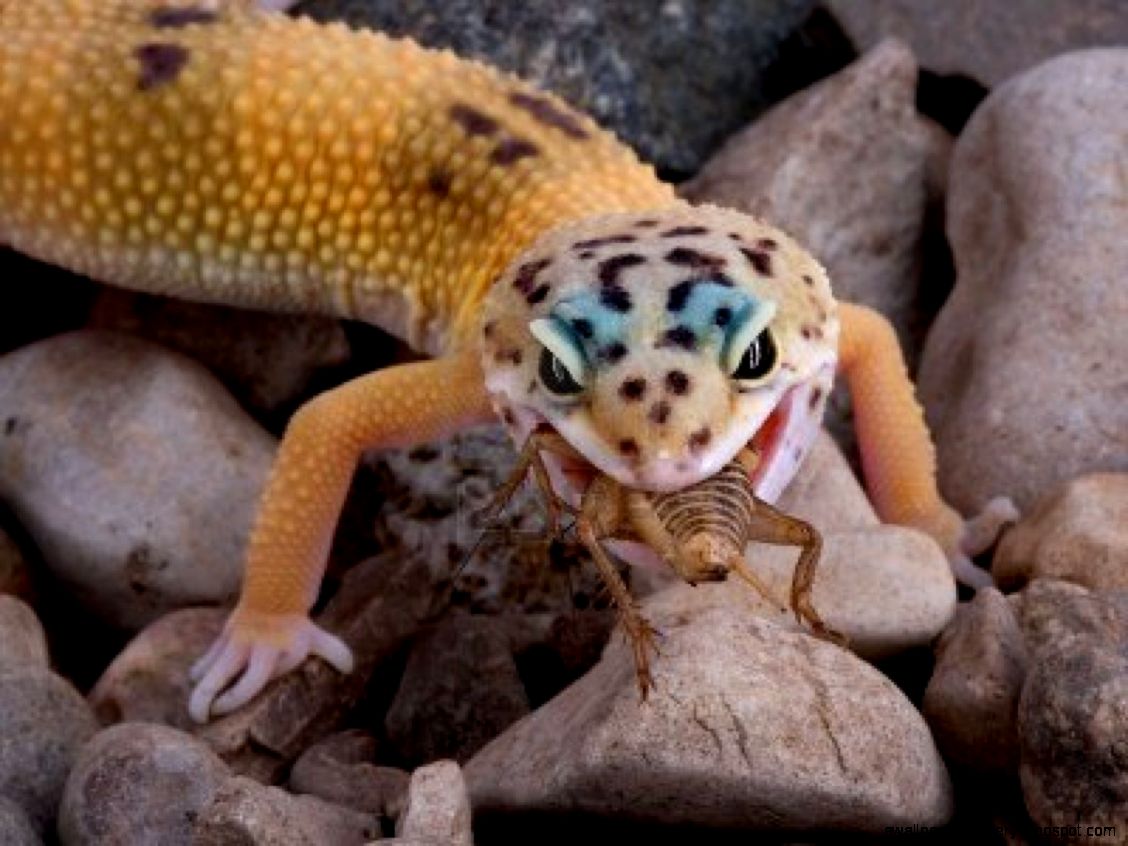 Leopard Gecko Eating | Wallpapers Gallery