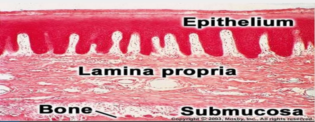 Biomédicas 1 - Daniela: octubre 2015