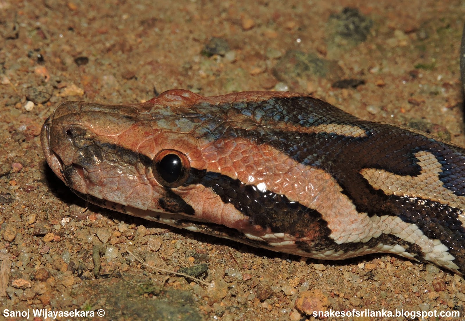 Indian Rock Python/පිඹුරා (Python molurus-Linnaeus, 1758)
