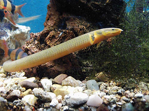 Fish Pictures: Reedfish - Erpetoichthys calabaricus