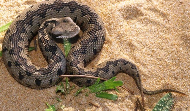 Inilah 10 Racun Paling Mematikan di Dunia | NEWBIE BLOGGER