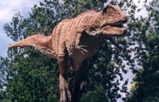 Info Dinosaurus: Carcharodontosaurus