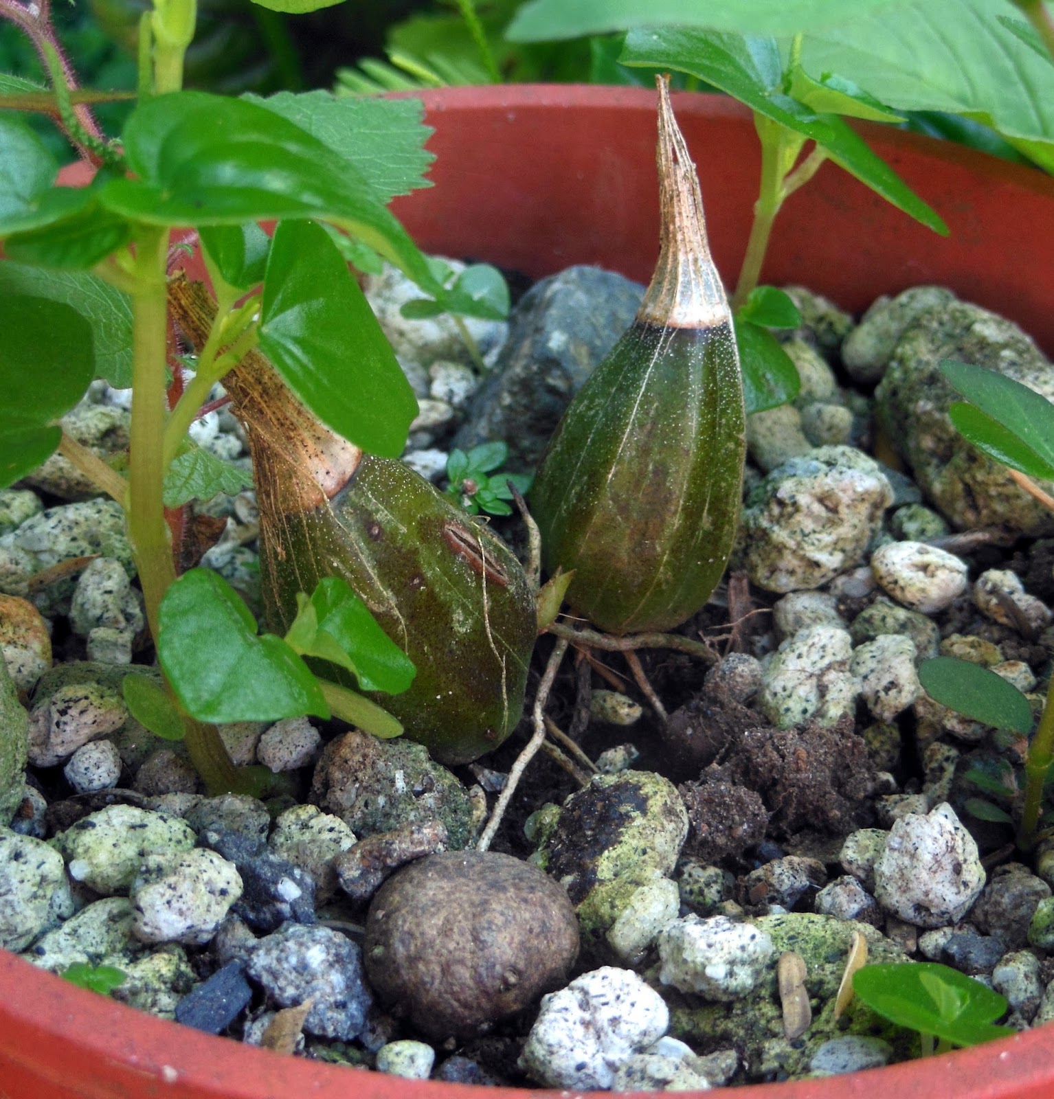 Amorphophallus and their compadres are starting to wake up