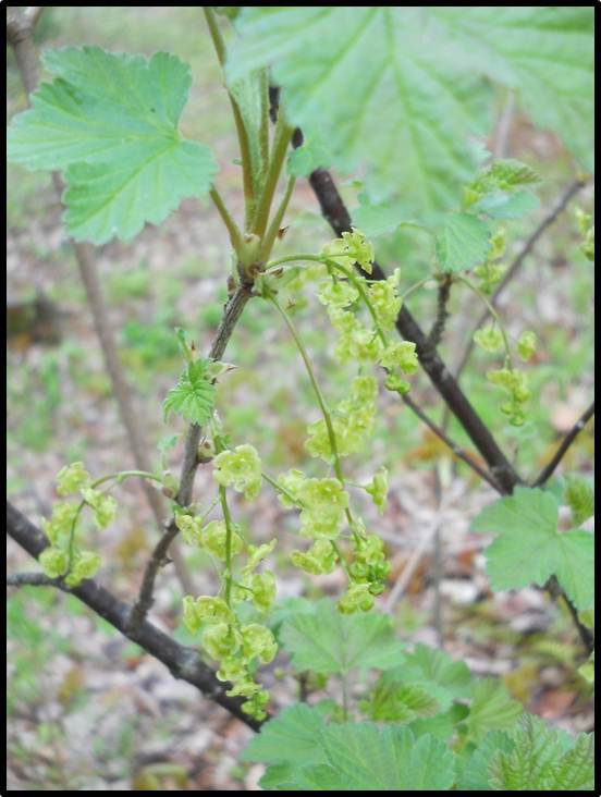 Savoir-faire à conserver: Des fleurs, promesses de fruits comestibles à ...