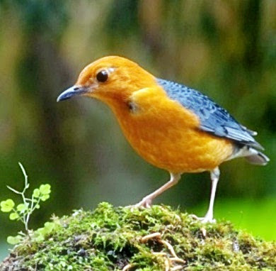 Mengenal Burung Anis Merah Bag.2 - Ocehan Kenari