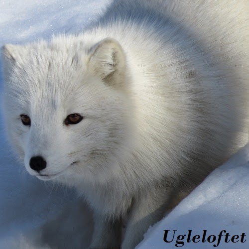 Ugleloftet: Fjellrev