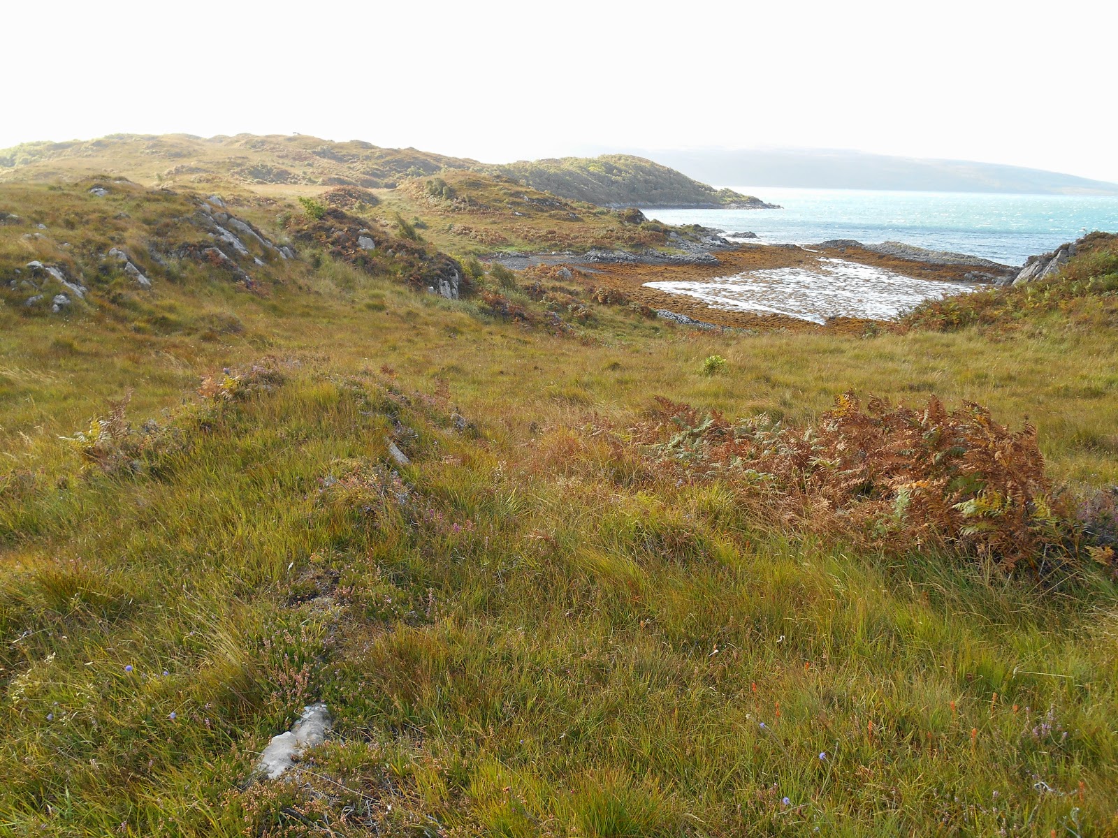 A lifetime of Islands: Island 268 - Eilean Mor, Glenborrodale ...