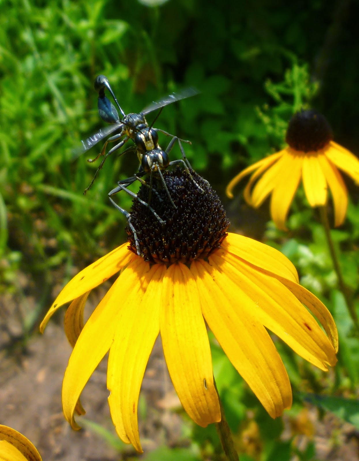 From Bluebirds to Turtles: PANDORUS SPHINX MOTH, SICKLEPOD, LARGE ...