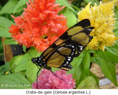 Jardim de Remédios: Tratando a Blenorragia (gonorréia)