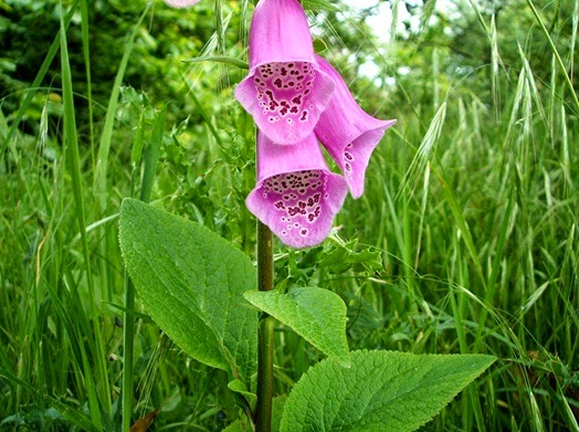 Fungsi Hormon Etilen - EDUBIO