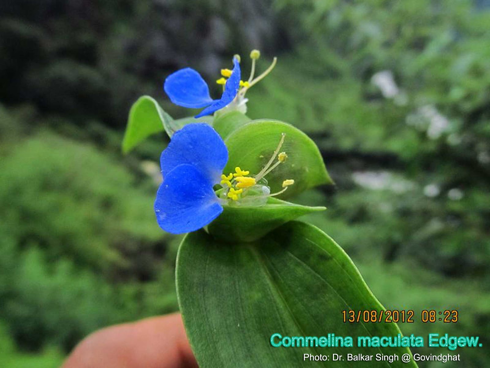 Medicinal Plants: Commelina maculata