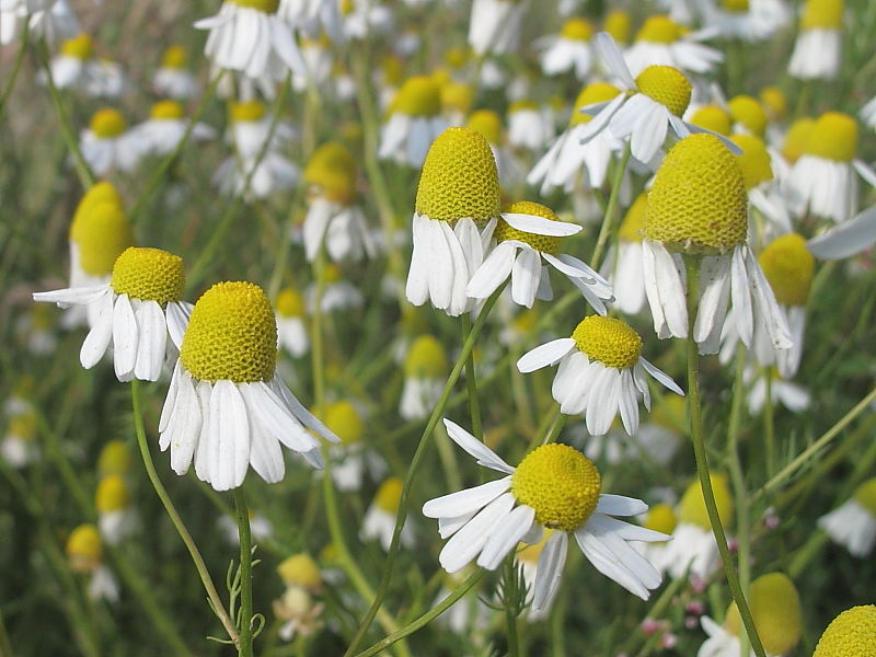 Plante medicinale cu har si dar (greenador): Musetelul