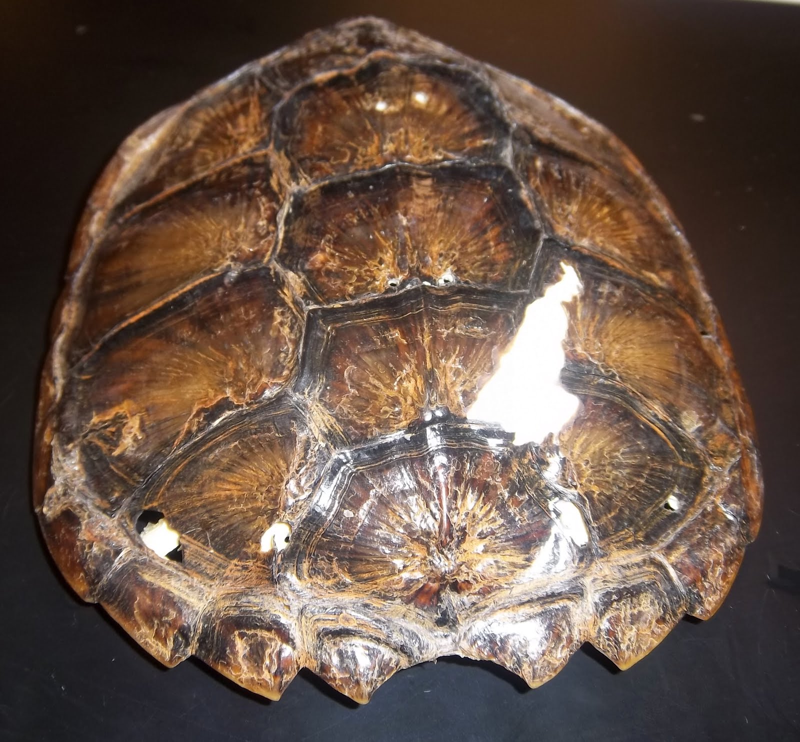 Biology of the Reptilia: Lab 2 Testudines: Dan Paluh and Sean Harrington