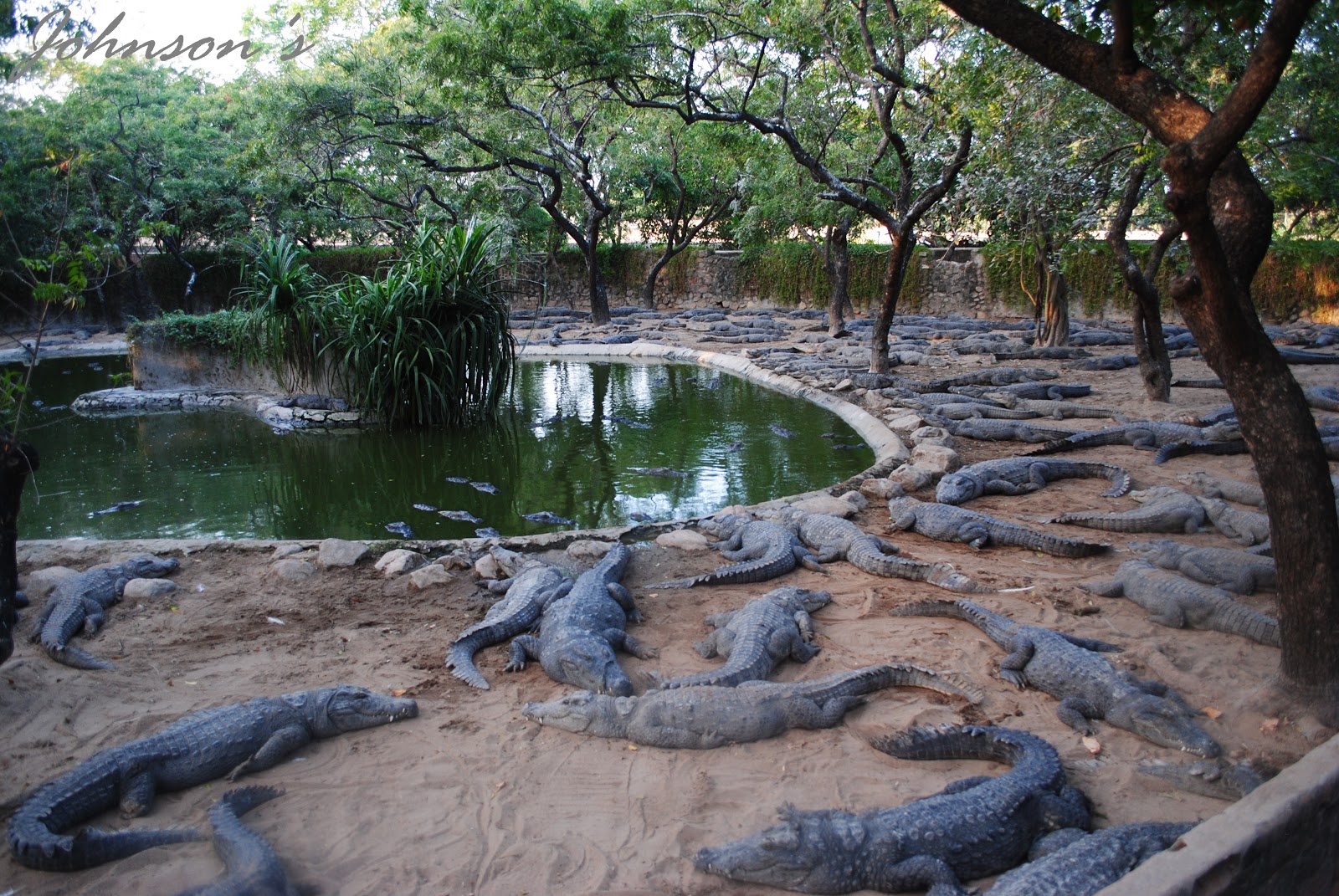 Johnson's: Madras Crocodile Bank