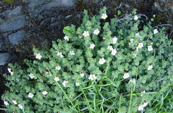 Backyard Patch Herbal Blog: Eyebright - Herb of the Week