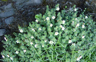 Backyard Patch Herbal Blog: Eyebright - Herb of the Week