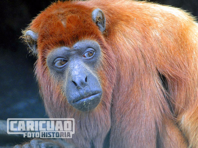 CARICUAO FOTO HISTORIA: ANIMALIA/ MONO ARAGUATO
