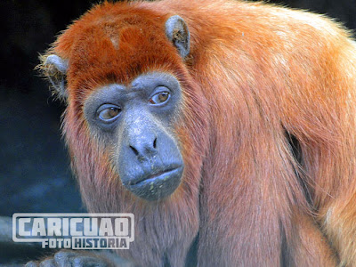 CARICUAO FOTO HISTORIA: ANIMALIA/ MONO ARAGUATO
