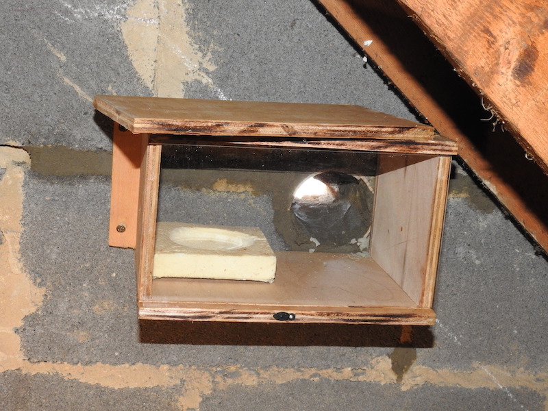 Action for Swifts: Swift boxes in a rendered cavity wall