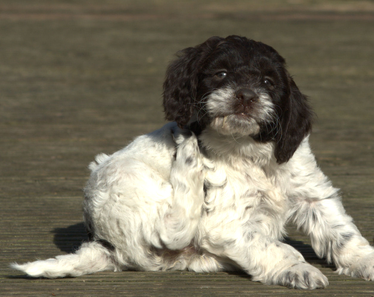 Jukee Doodles : Puppy Gallery