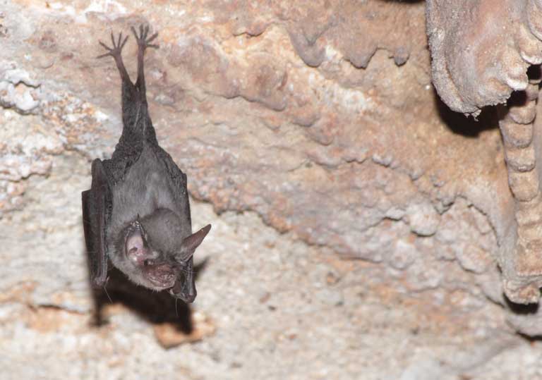 MSED 251-Life Science for Educators: Kitti's Hog-Nosed Bat