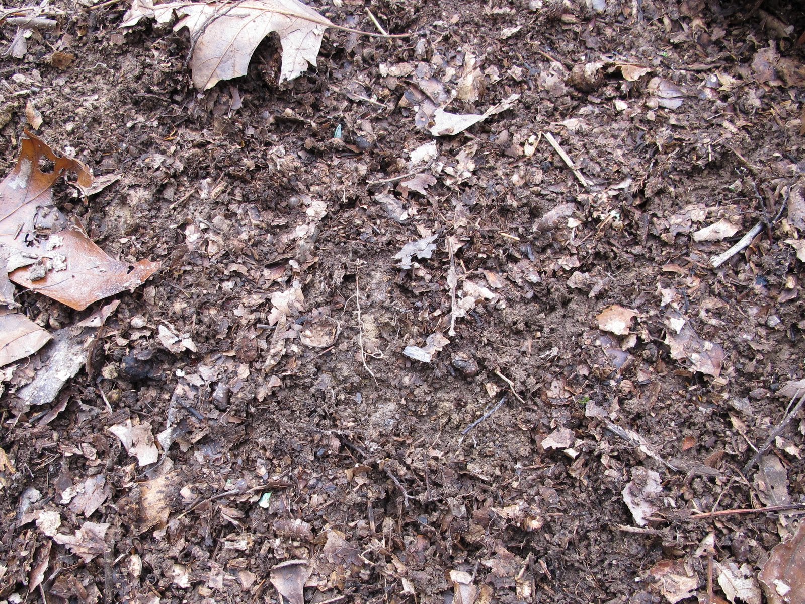 Blue Jay Barrens: Turkey Scratchings in the Woods