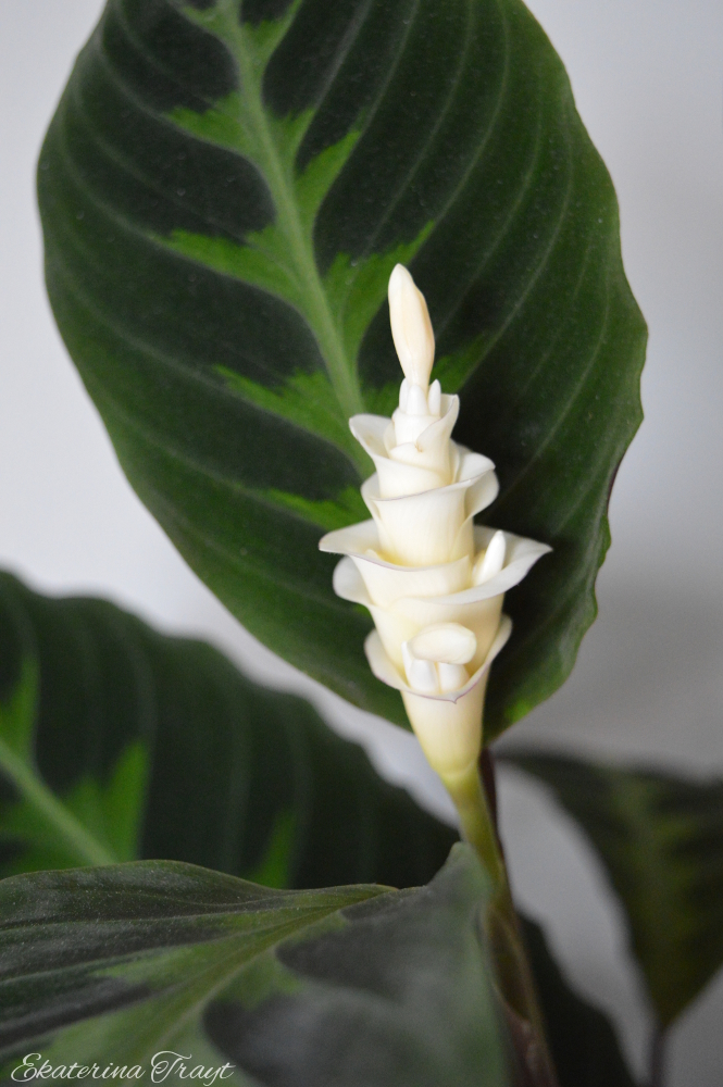 Forest Lair: Calathea Flowers [Daily Photo #444]