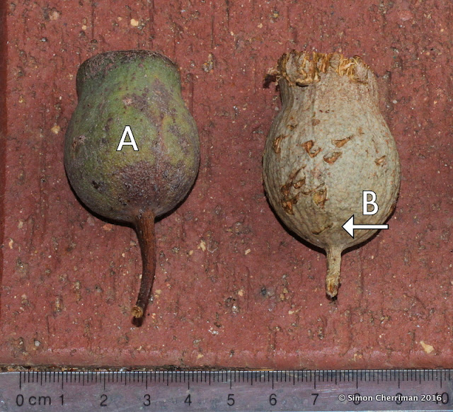 iNSiGHT News: Cockatoos - Who's Chews?