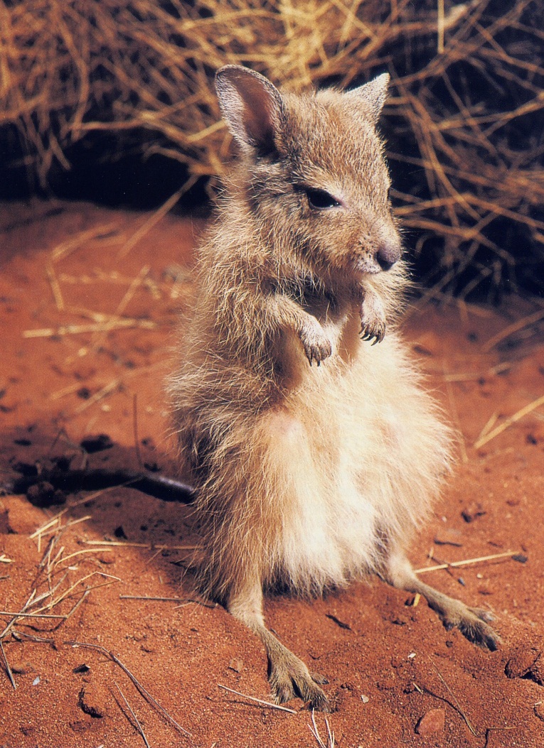 Discovery Safari with Mr. K.: THE DANCING MALA WALLABY