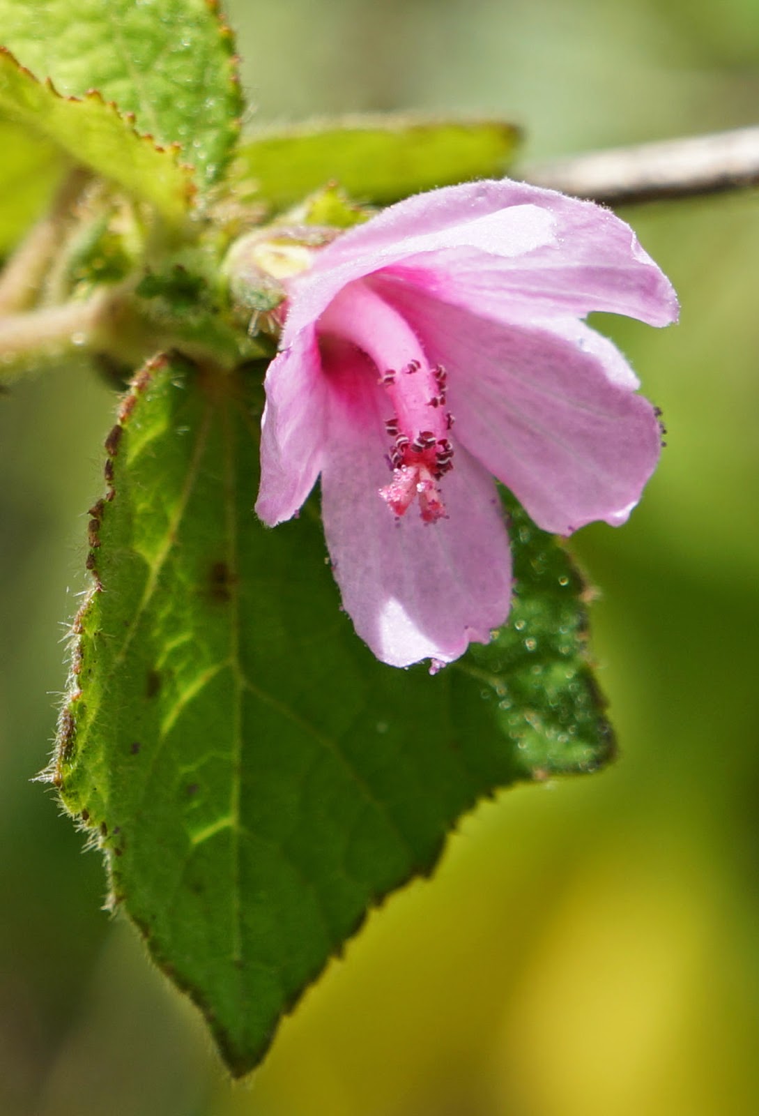 Foto Blog Puerto Rico: Flora y Fauna Fotos