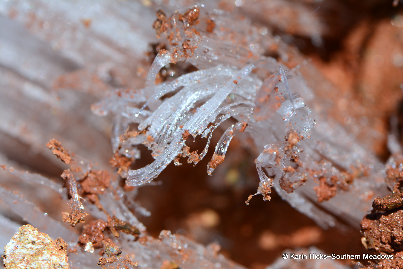 Perfect Conditions for Needle Ice