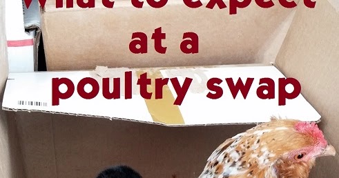 What to expect at a chicken swap (you might be surprised!) - Murano ...