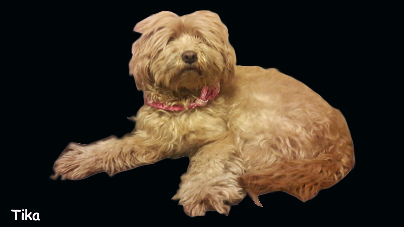 Blog de palma2mex : Wallpapers de Perritos