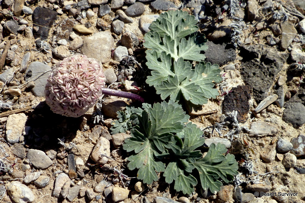A Plant a Day: Globe Springparsley - Cymopterus globosus