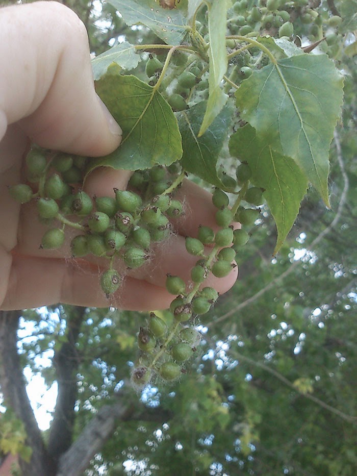Badia Verde: Alamo negro, Chopo común, Chopo negro (Populus nigra L.)
