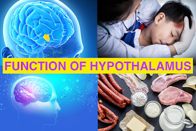 The hypothalamus plays a huge role in both the endocrine and nervous ...