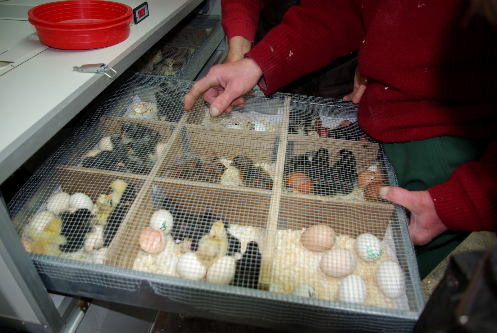 habilis: De l'oeuf au poussin.