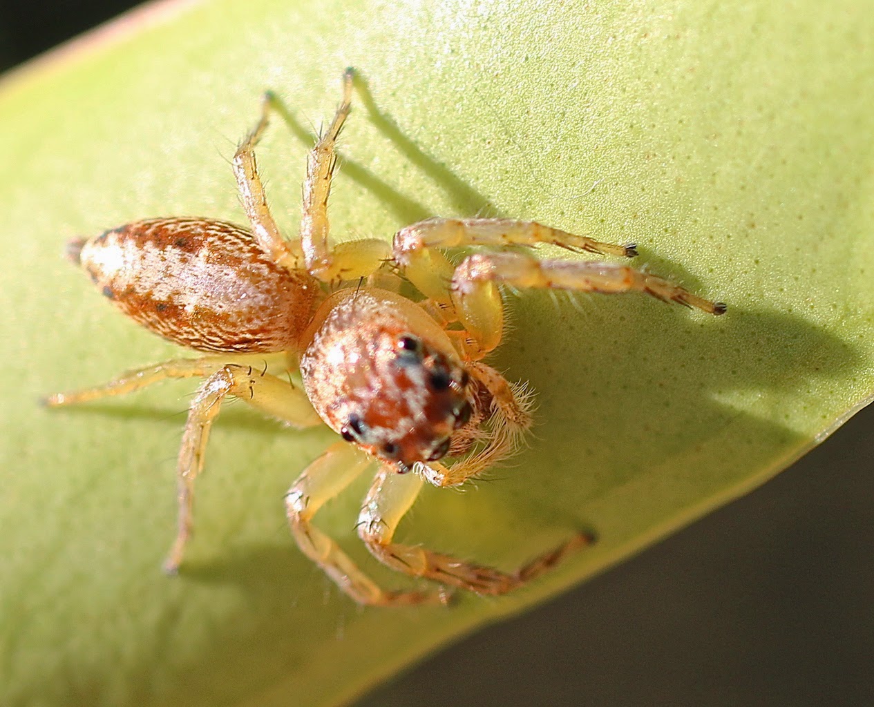 News from Coquette Point