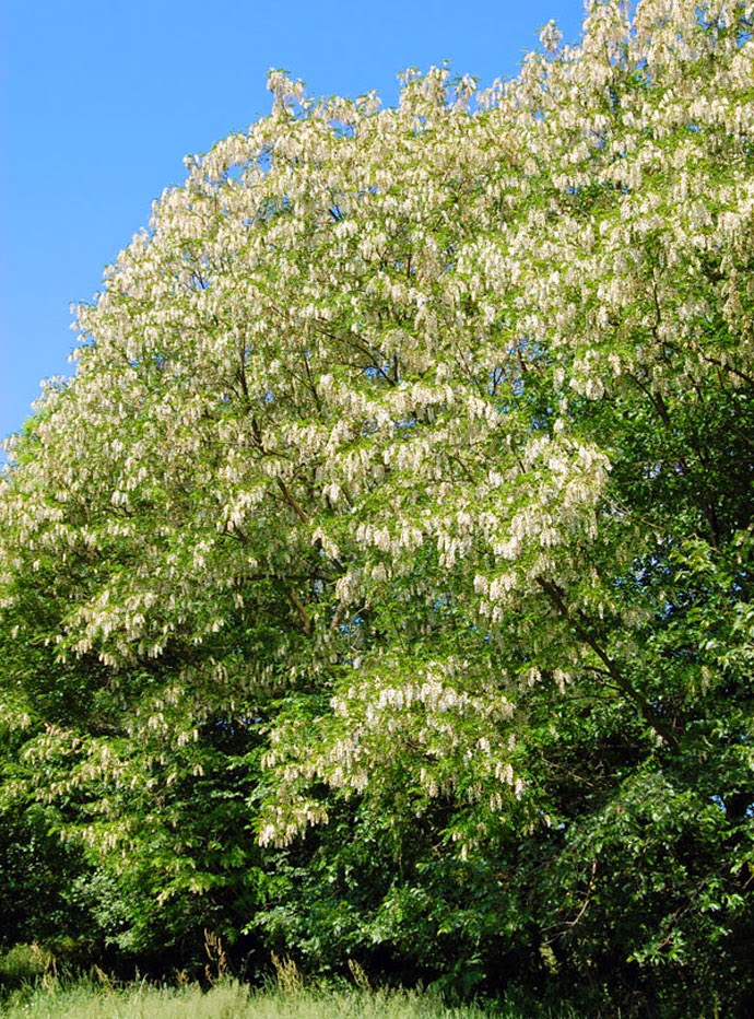 PČELARSKI ŽURNAL: BAGREM (Robinia pseudoacacia L.)